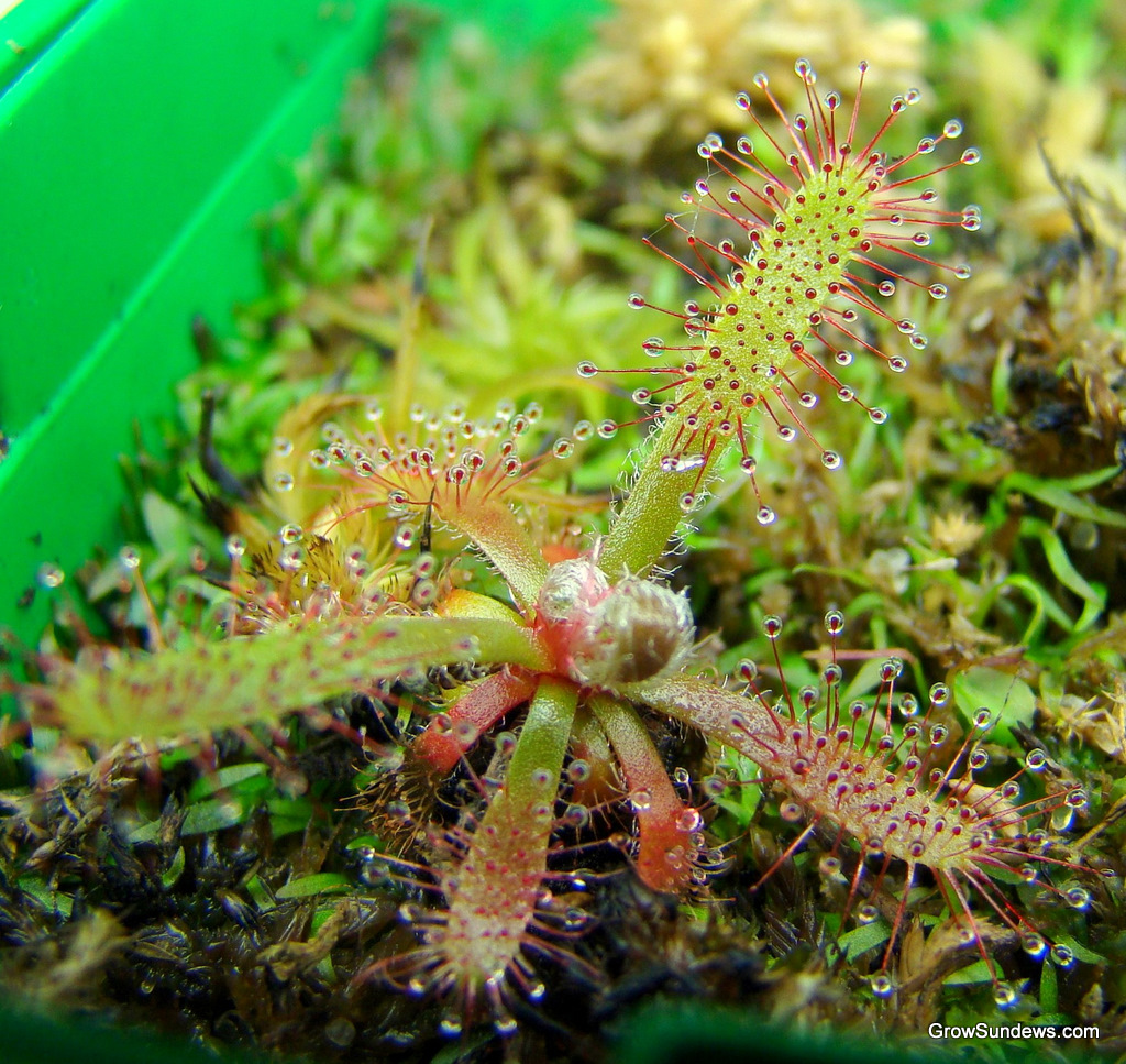 Sundew Pics from this year Part 1 - Page 3 - FlyTrapCare Forums
